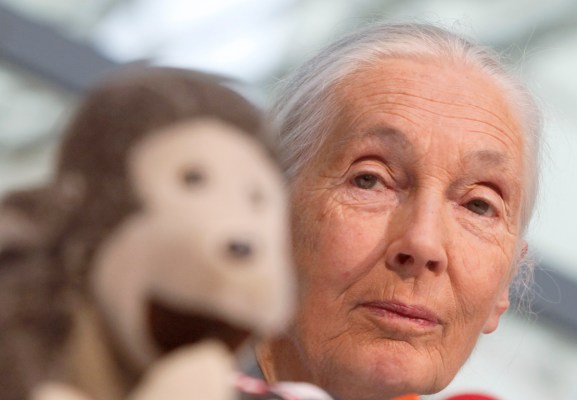 Goodall, Jane (1934–) | The Book of Jezebel Excerpts | TIME.com